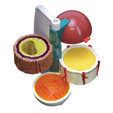 Anatomy Pathology Models – Tagged "Diabetes Diseases Models ...