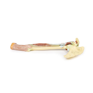 3D Printed Upper Limb Models – Tagged "Anatomy Models" – GTSimulators.com