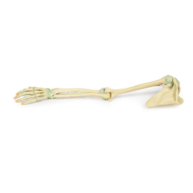 3D Printed Upper Limb Models – Tagged "Anatomy Models" – GTSimulators.com
