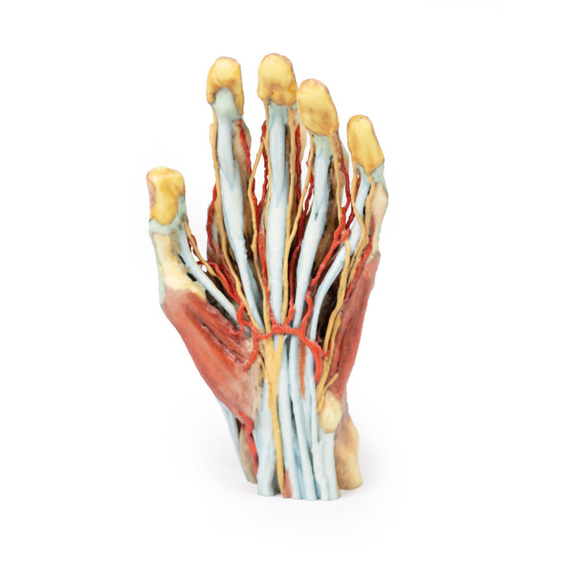 Hand Anatomy Model