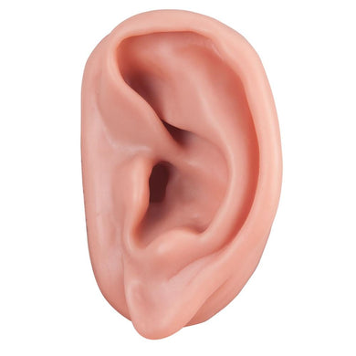 Human Ear Models | Medical Ear Models | Teaching Ear Models ...