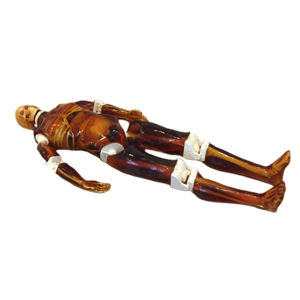 Adult Full Human Body Phantom (with Muscles) for X-Ray, CT Scan and Ul ...