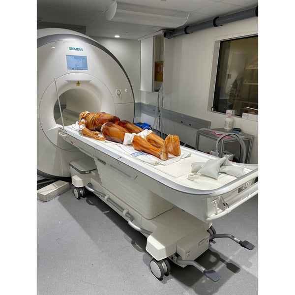 Adult Full Human Body Phantom (with Muscles) for X-Ray, CT Scan and Ul ...