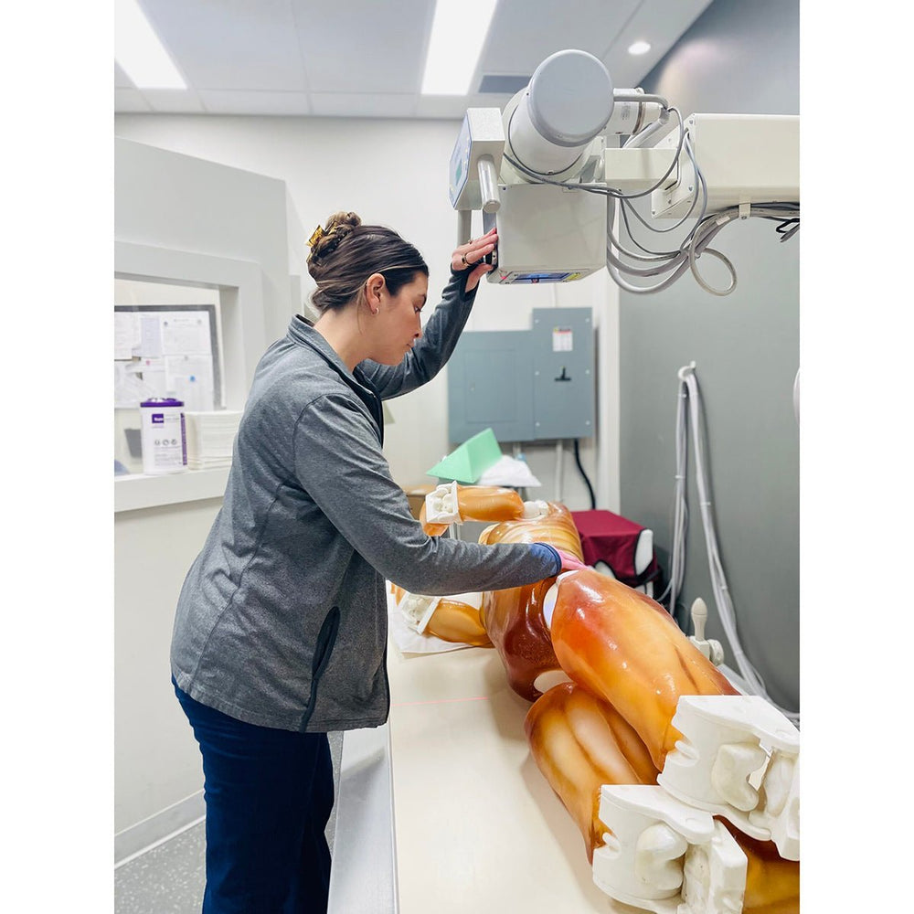 Adult Full Human Body Phantom(With Muscles) for X-Ray CT & MRI Trainin ...