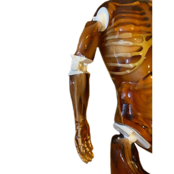 Adult Full Human Body Phantom (With Muscles) for X-Ray CT & MRI Traini ...