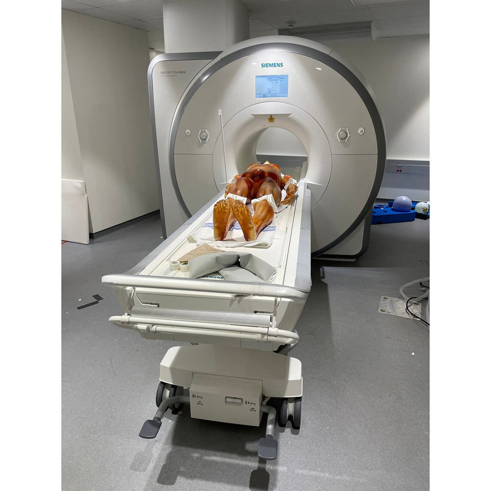Adult Full Human Body Phantom(With Muscles) for X-Ray CT & MRI Trainin ...