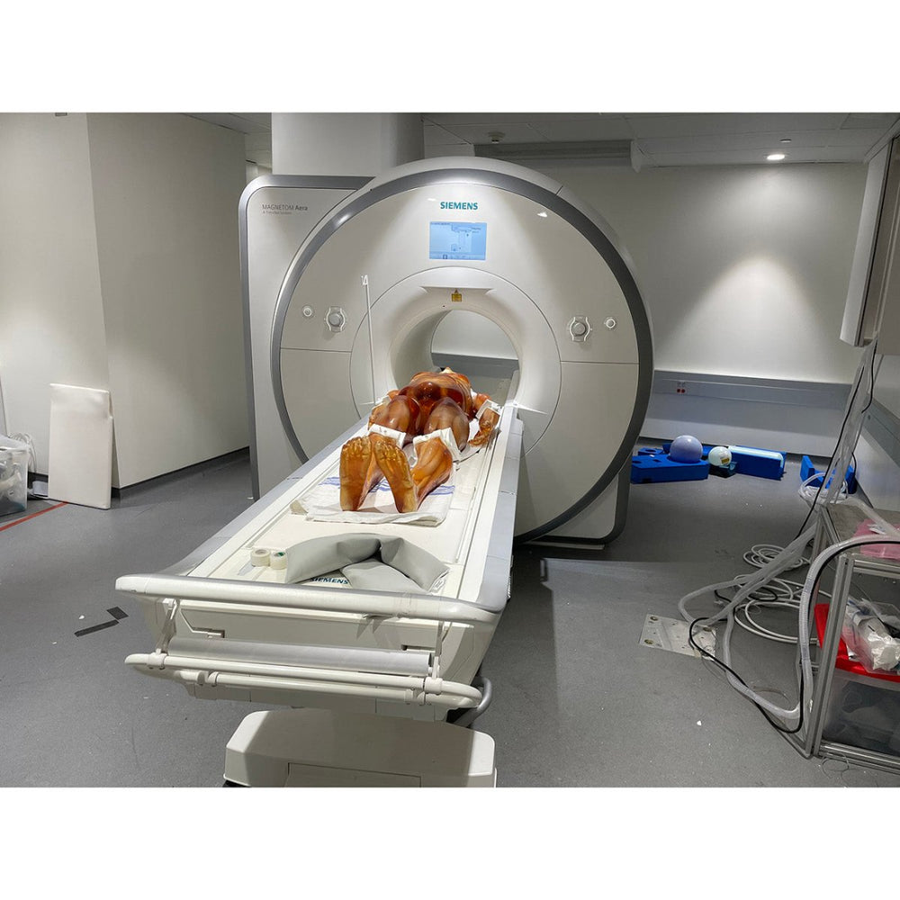 Adult Full Human Body Phantom(With Muscles) for X-Ray CT & MRI Trainin ...