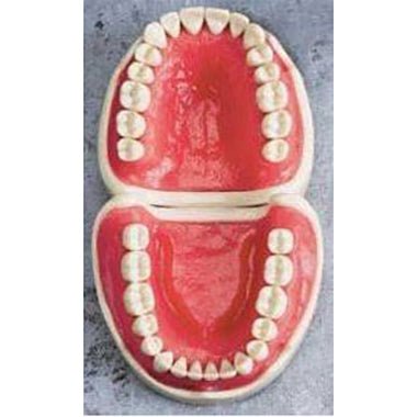 Articulated Dental Model With 32 Removable Teeth - Soft Gum ...
