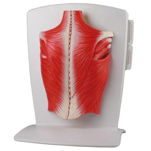 Muscle Models | Muscle Anatomy Models | Anatomical Muscle Models ...