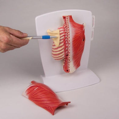 Muscle Models | Muscle Anatomy Models | Anatomical Muscle Models ...