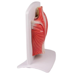 Muscle Models | Muscle Anatomy Models | Anatomical Muscle Models ...
