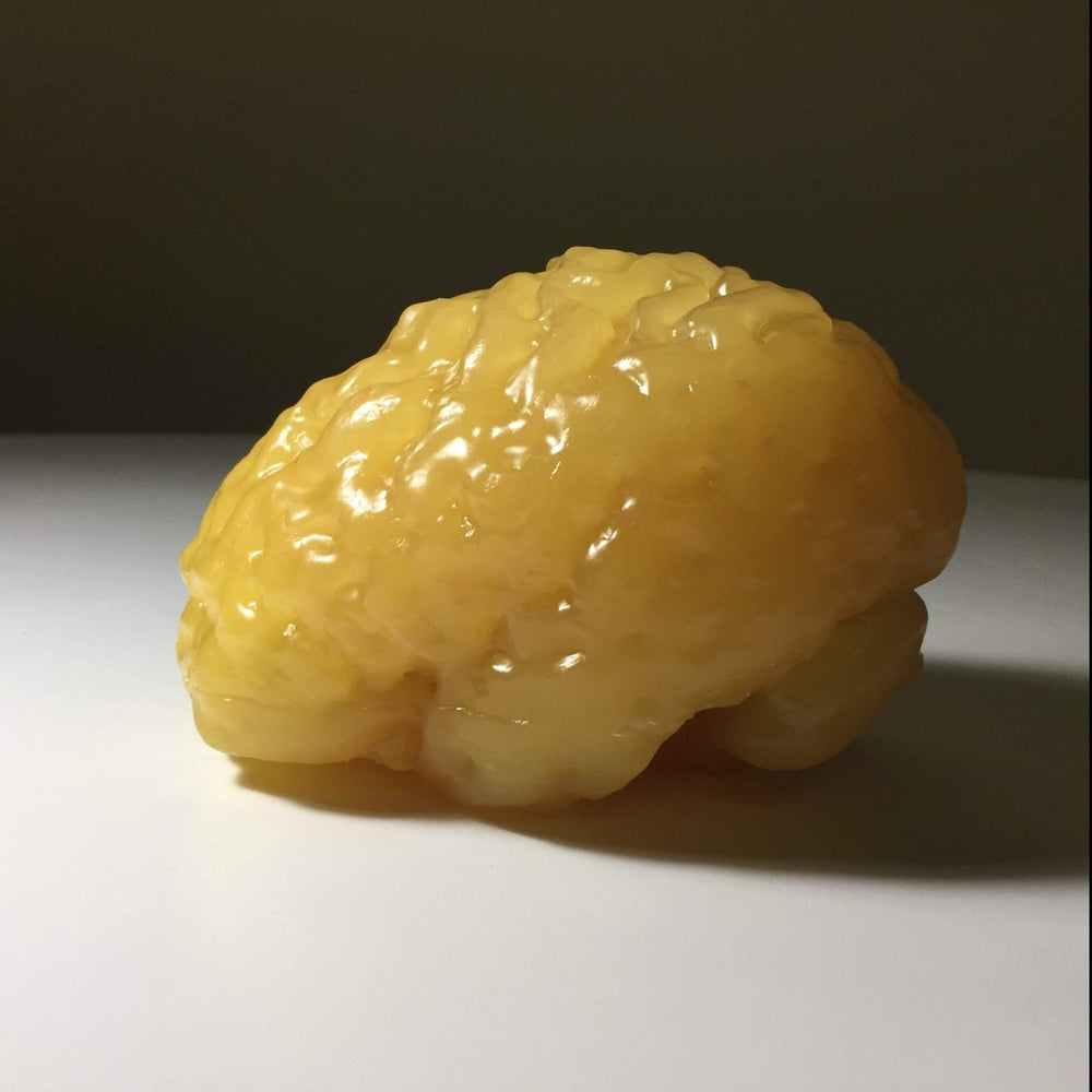 Basic Adult Brain Phantom for Ultrasound, MRI and CT applications ...
