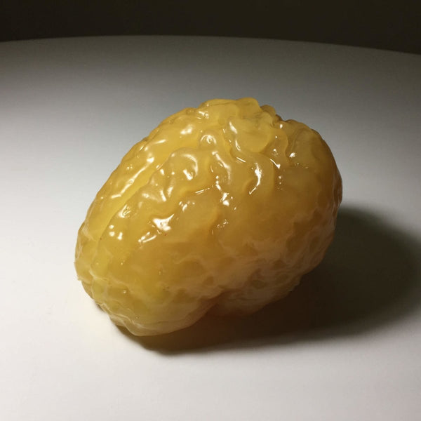 Basic Adult Brain Phantom for Ultrasound, MRI and CT applications ...
