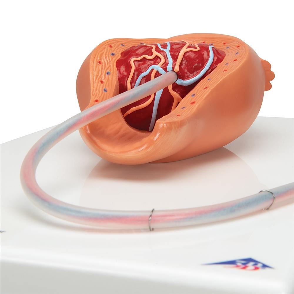 Birthing Process Model - 5 Stages – GTSimulators.com
