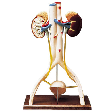 Anatomy Models | Urology Models | Urinary System Models – Tagged ...