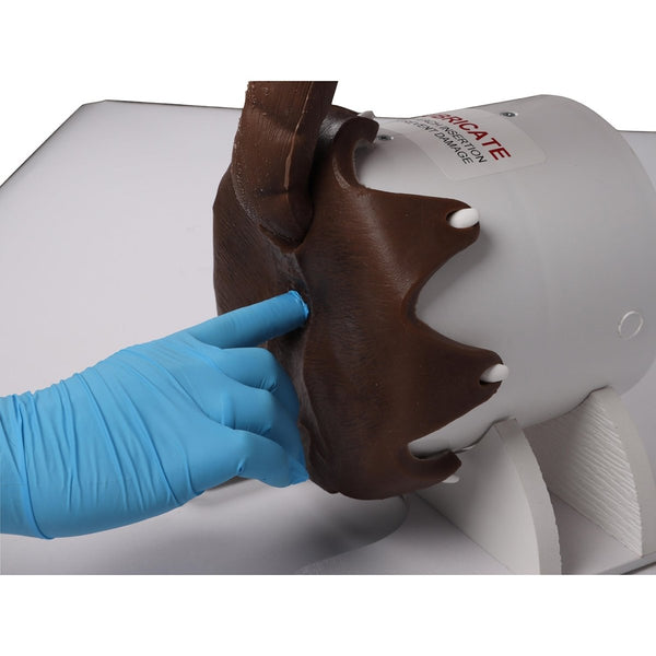 Canine Rectal Exam Task Trainer – GTSimulators.com