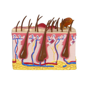 Veterinary Models | Canine | Feline – GTSimulators.com