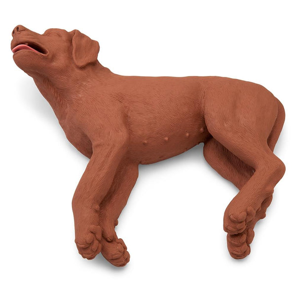 CasPeR The CPR Dog Manikin – GTSimulators.com