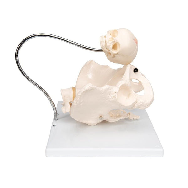 Childbirth Demonstration Pelvis – GTSimulators.com