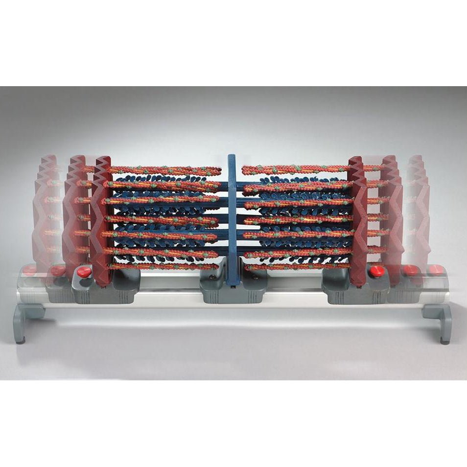 Sarcomere