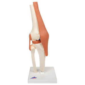 Knee Model | Knee Joint Models | Arthroscopy Model – Tagged "Anatomy ...