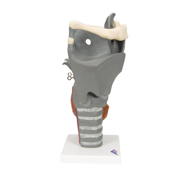 Deluxe Functional Larynx Model, 2.5 times full-size G20 – GTSimulators.com