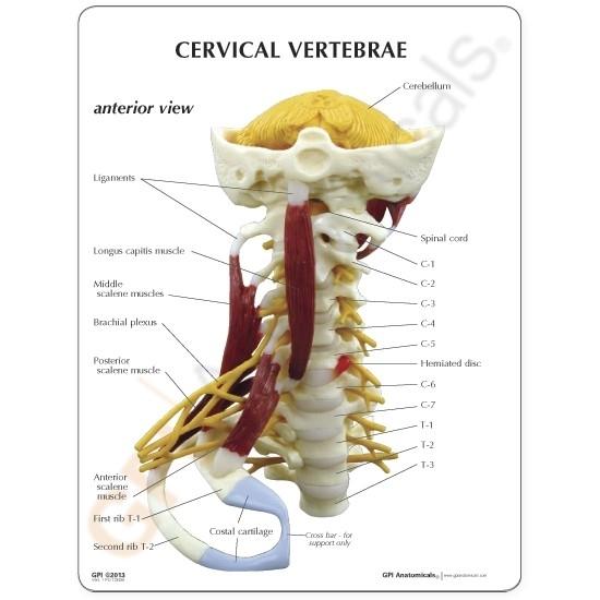 Deluxe Muscled Cervical Spinal Model – GTSimulators.com