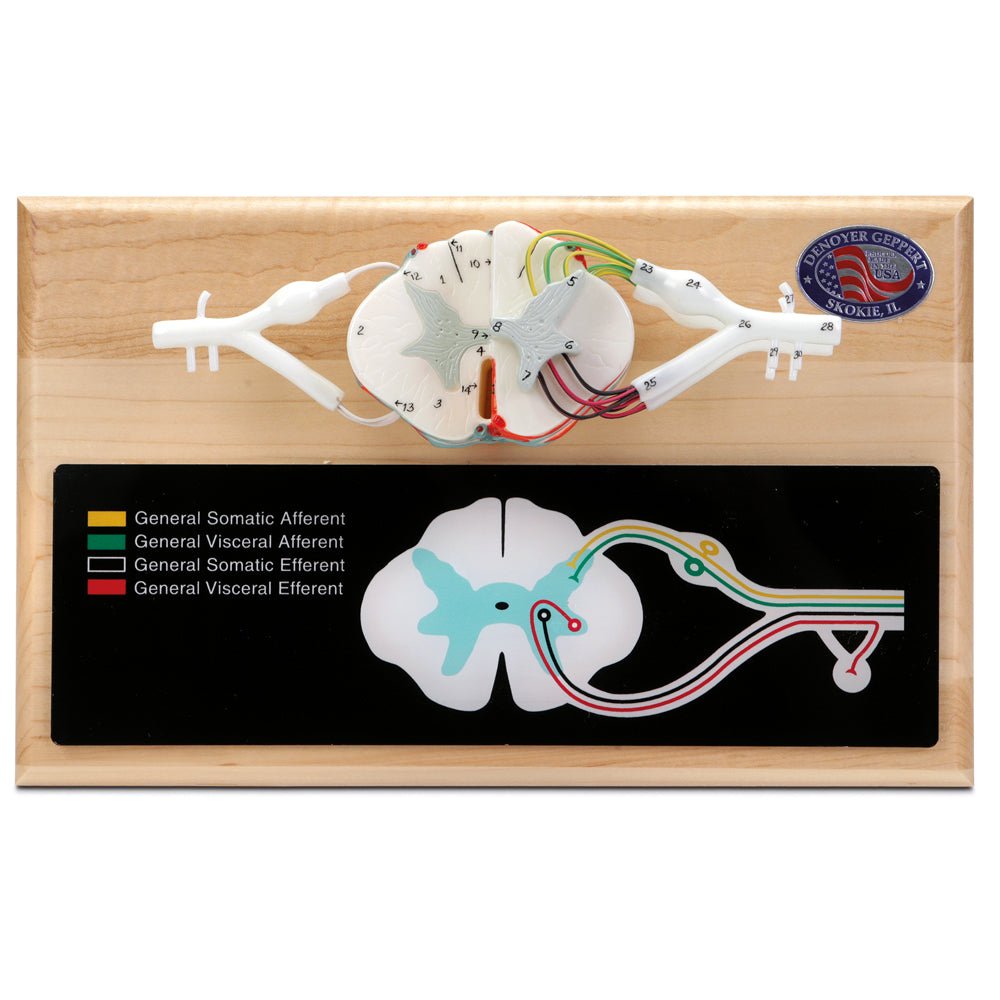 Spinal Cord Anatomy Model