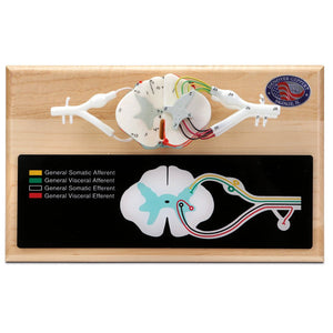 Denoyer Geppert – Tagged "Spinal Cord Models" – GTSimulators.com
