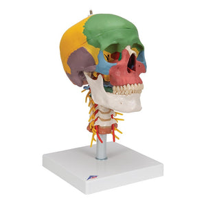 Human Skull Models, Anatomical skull models, Regional skull model ...
