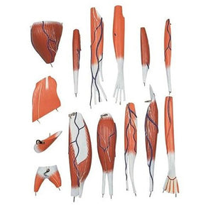 Arm Muscles Models | Arm Muscles Anatomy Models – GTSimulators.com