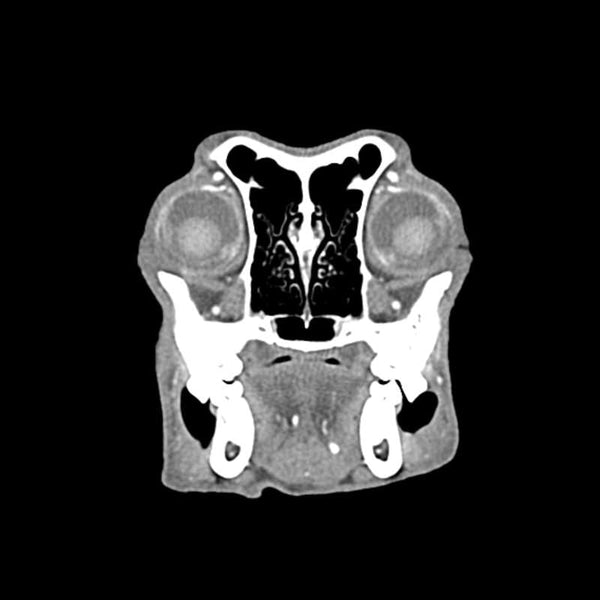 Dog's Head Phantom for CT Scan and X-Ray Training – GTSimulators.com