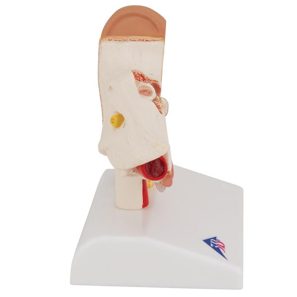 Ear Model for Desktop, 1.5x Life Size – GTSimulators.com