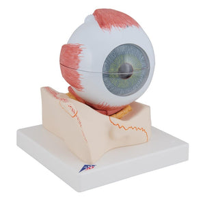 Eye Models | Human Eye Models and Replicas – GTSimulators.com