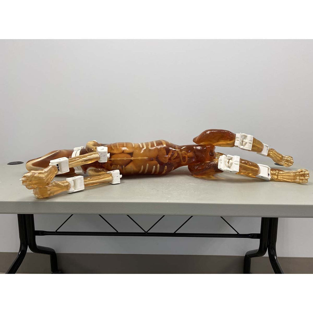 Female Dog Phantom for X-Ray and Ultrasound Imaging – GTSimulators.com