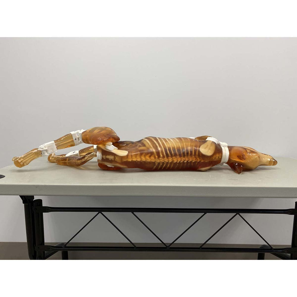 Female Dog Phantom for X-Ray and Ultrasound Imaging – GTSimulators.com