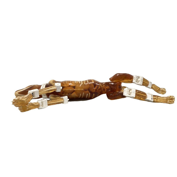 Female Dog Phantom for X-Ray and Ultrasound Imaging – GTSimulators.com