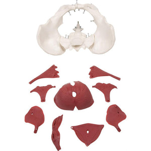 Female Pelvis Models | Anatomical Female Pelvis Models – GTSimulators.com