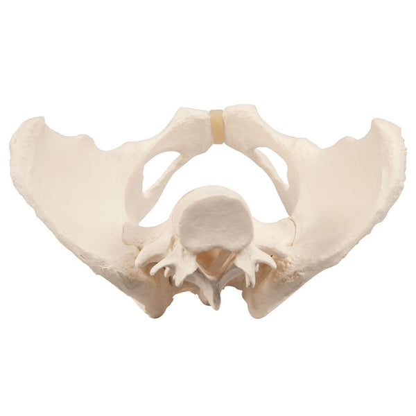 Female Pelvic Skeleton Model A61 – GTSimulators.com