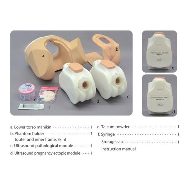 Female Pelvic Ultrasound Phantom (Transvaginal and Transabdominal) Ful ...