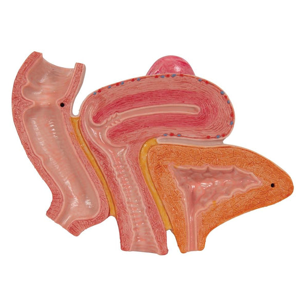 Female Pelvis with Ligaments Muscles and Organs – GTSimulators.com