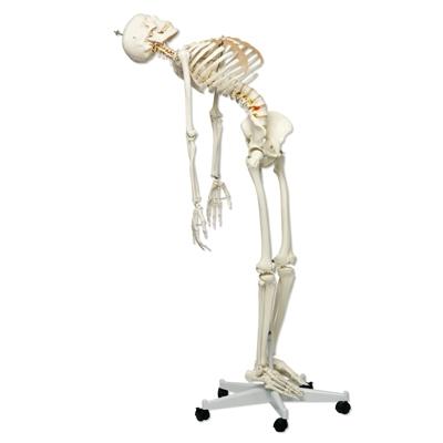 Fred Flexible Skeleton on Pelvic Stand – GTSimulators.com