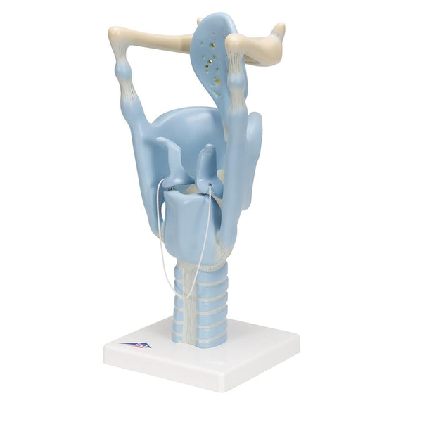 Functional Larynx Model, 3 times full-size VC219 – GTSimulators.com