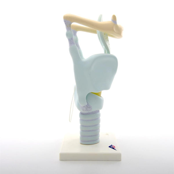 Functional Larynx Model, 3 times full-size VC219 – GTSimulators.com