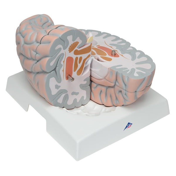 Giant Brain, 2.5x full-size, 14 part – GTSimulators.com