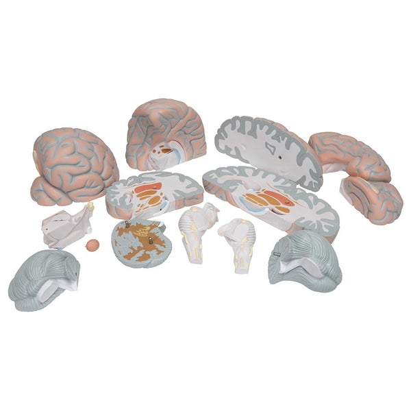 Giant Brain, 2.5x full-size, 14 part – GTSimulators.com