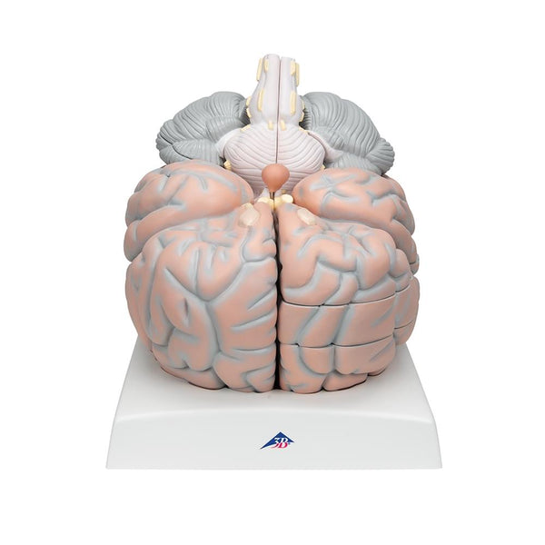Giant Brain, 2.5x full-size, 14 part – GTSimulators.com
