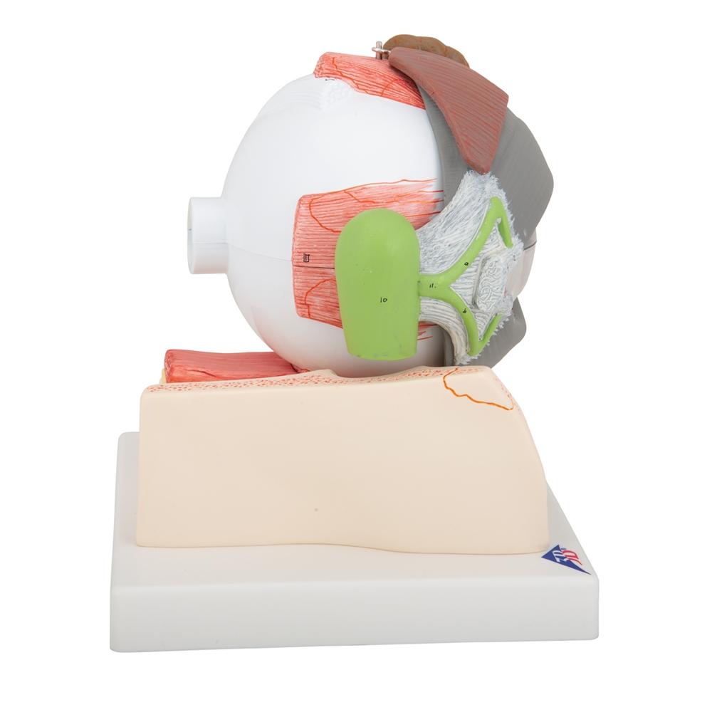 Giant Eye Model, 5 Times Full-size, 8 part – GTSimulators.com