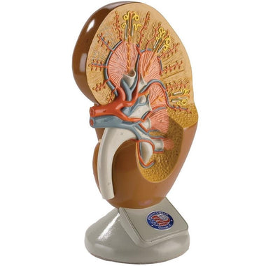 Denoyer Geppert – Tagged "Urology Models" – GTSimulators.com