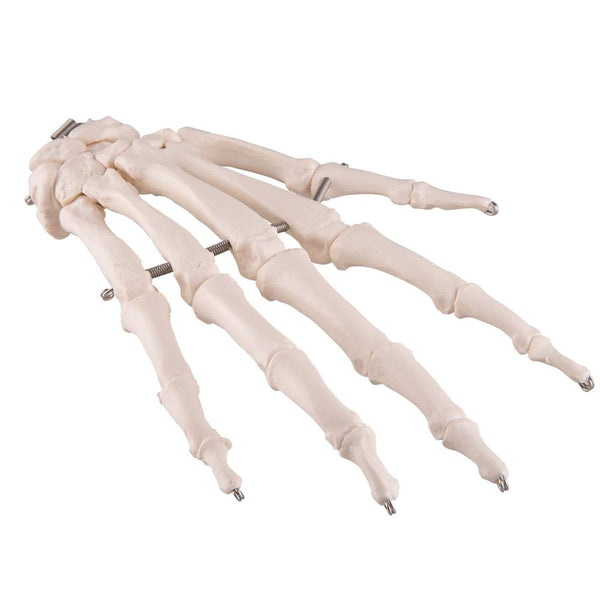 Hand Skeleton Wire Mounted – GTSimulators.com